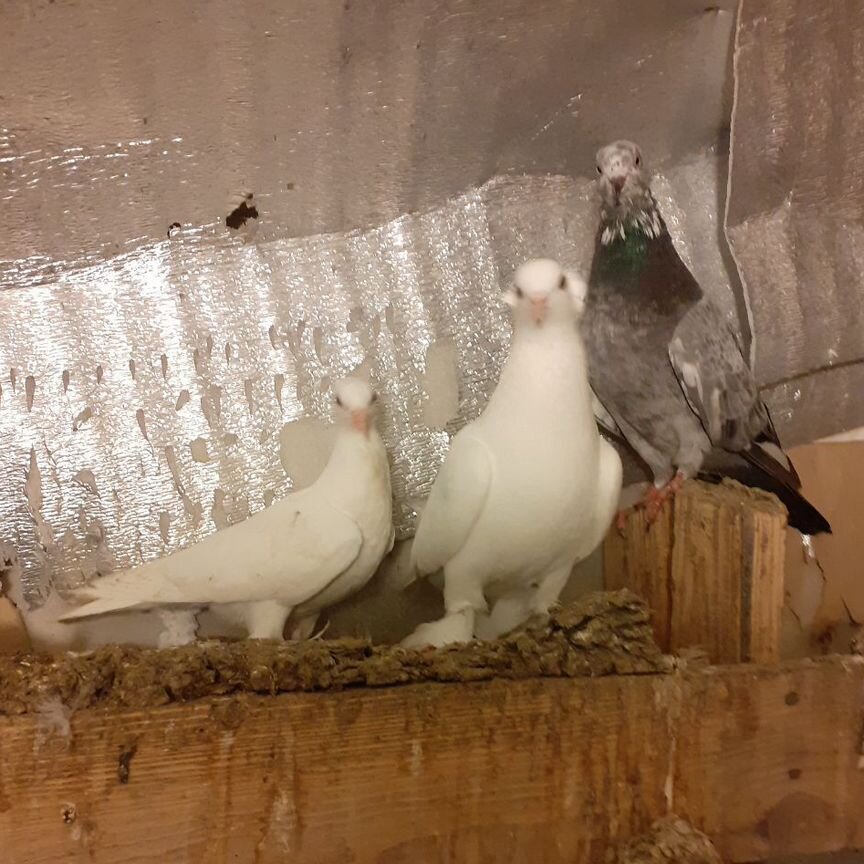 Голуби бойные краснодарские