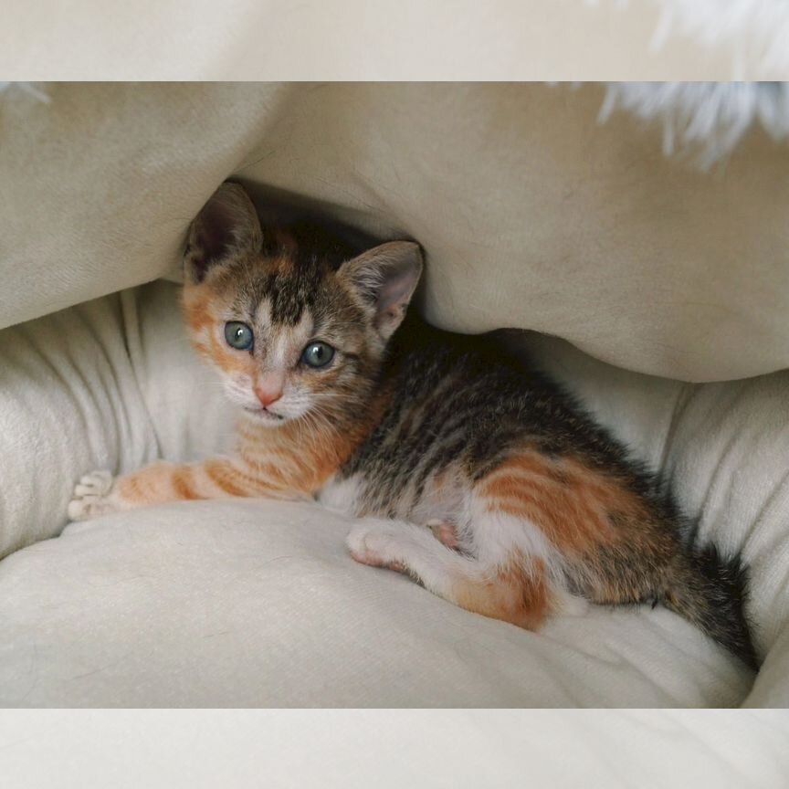 Котёнок в добрые руки