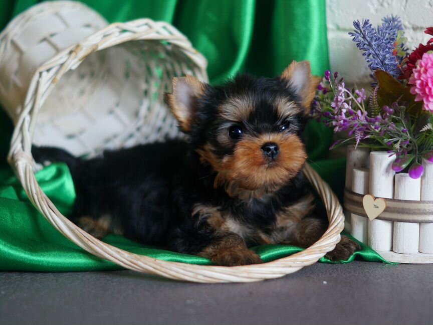 Роскошные малыши