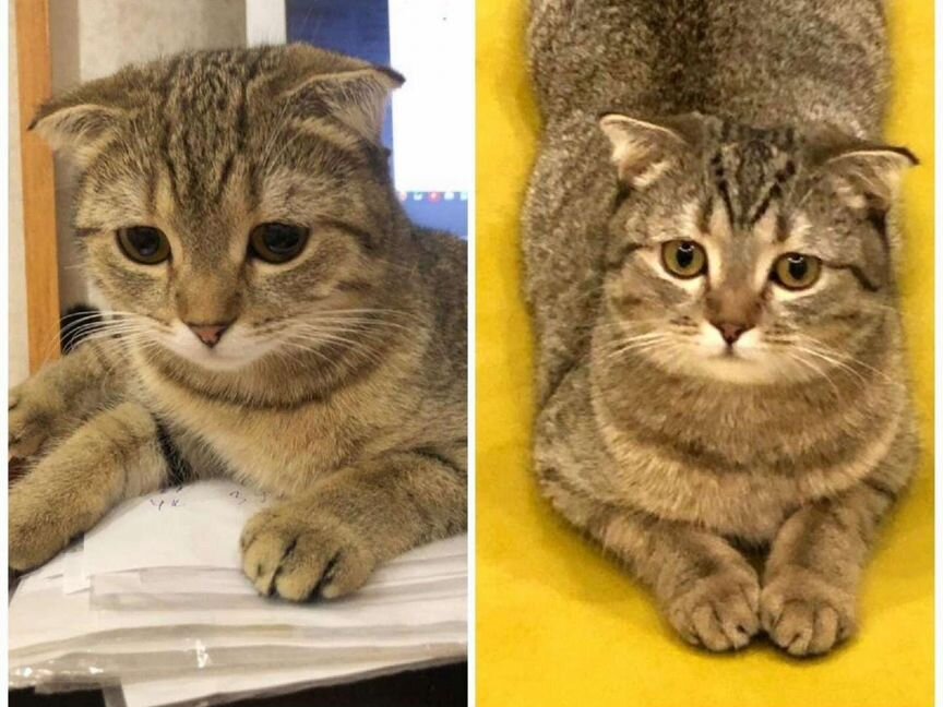 Шотландская