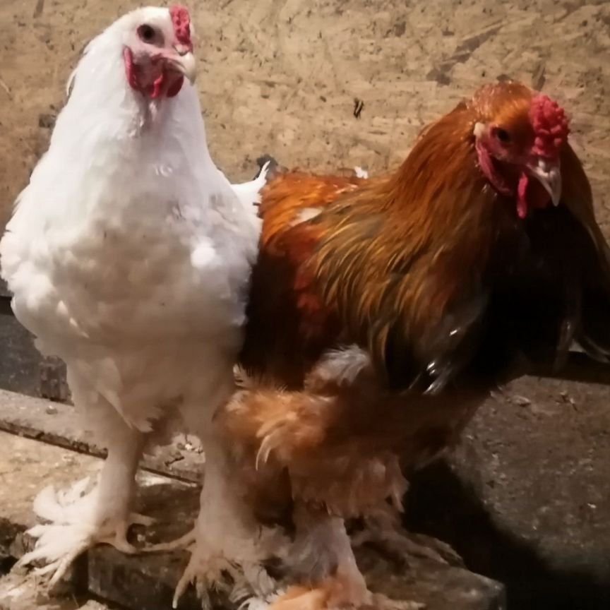 Продам петухов