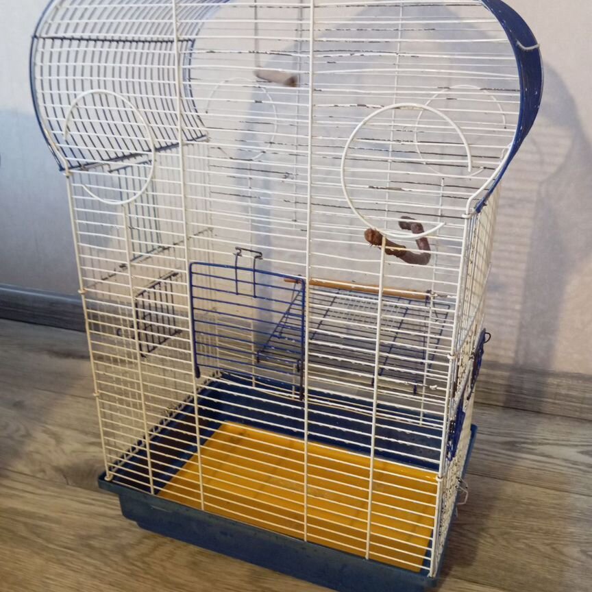 Волнистый попугай