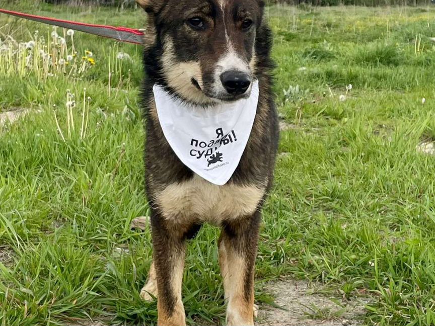 Собака в добрые руки отдам бесплатно