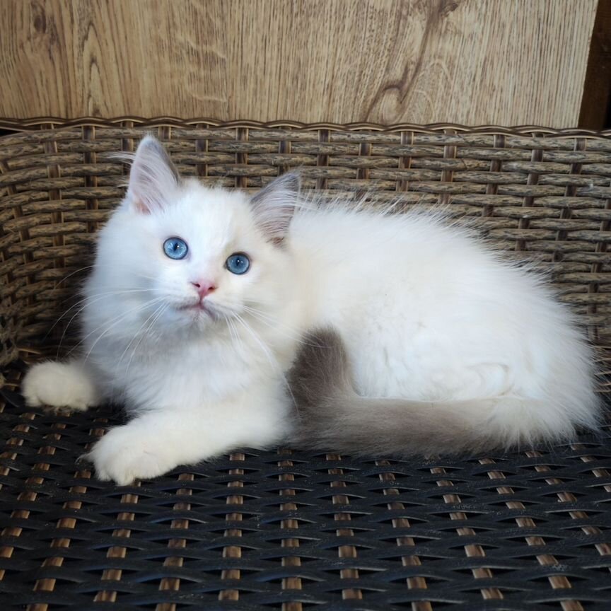 Ласкуша рэгдолл мальчик 2 мес