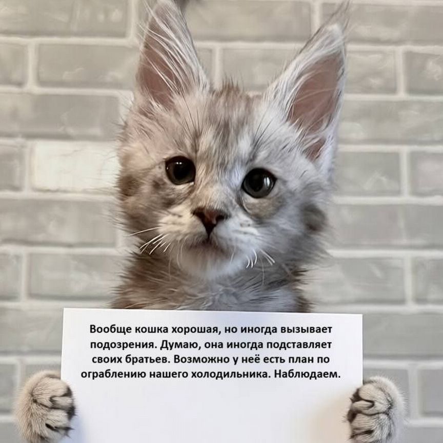 Мейн-кун котёнок