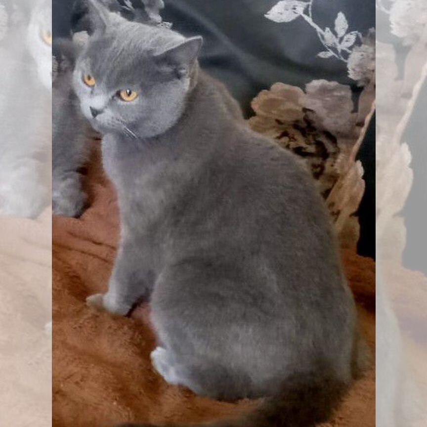 Британская короткошёрстная, взрослая кошка