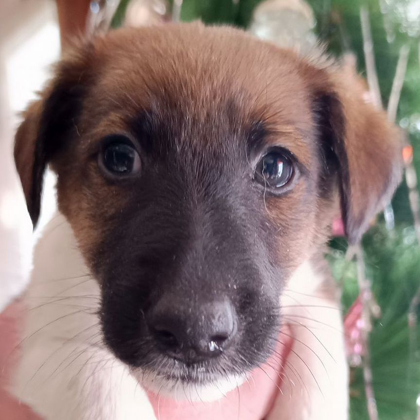 Фокстерьер, щенок