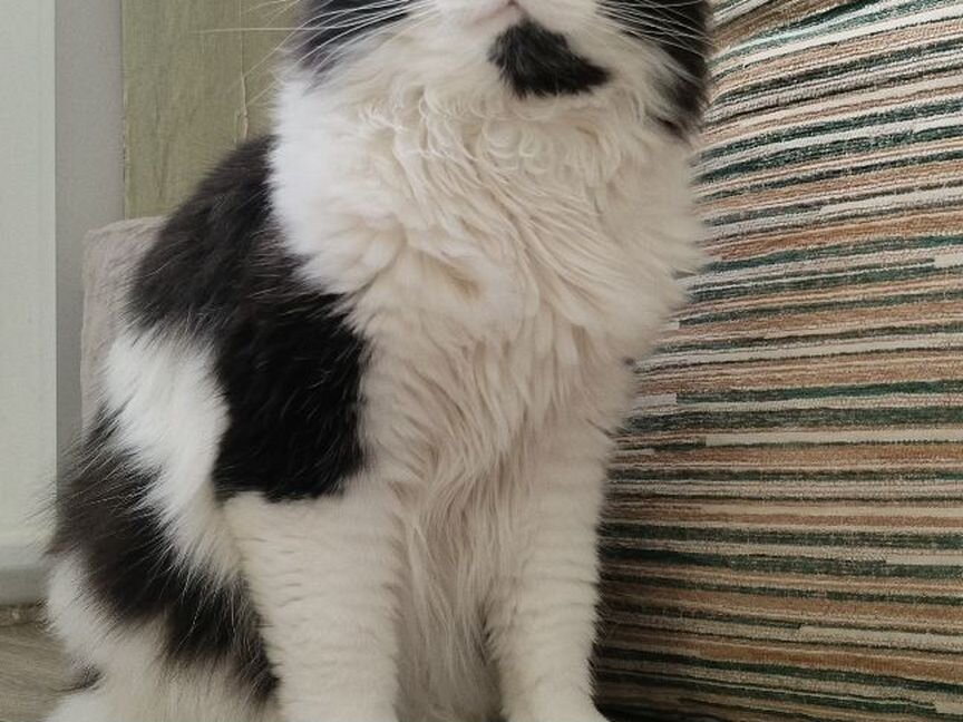 Котик с эклюзивным рисунком на моське