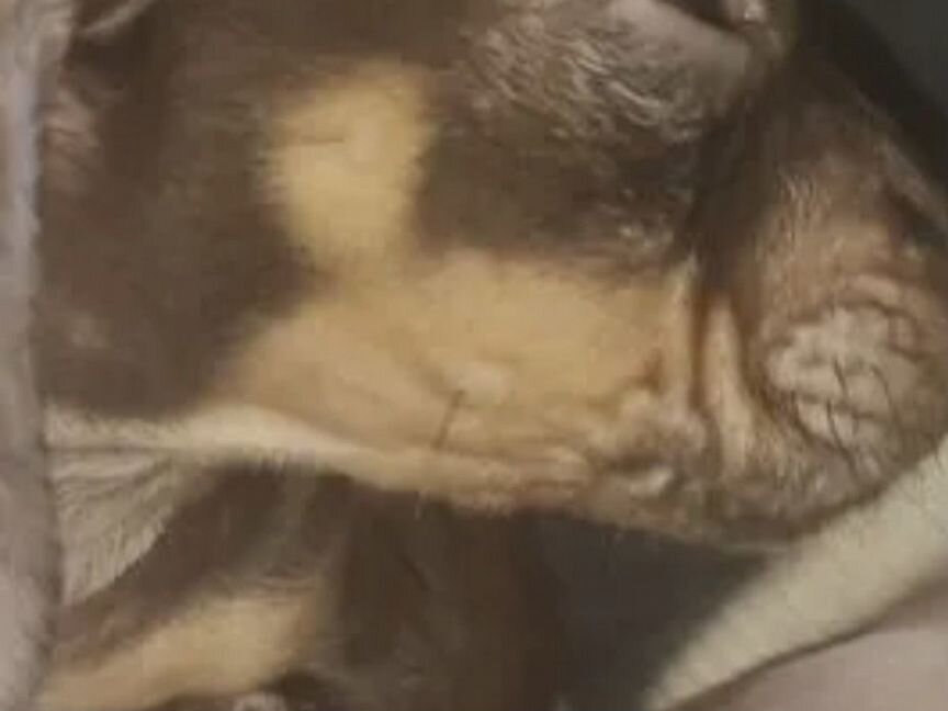 Такса шоколадная