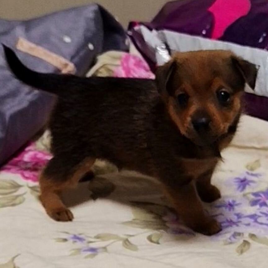 Померанский шпиц, щенок