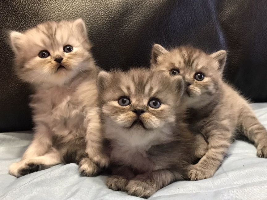 Шотландская кошка