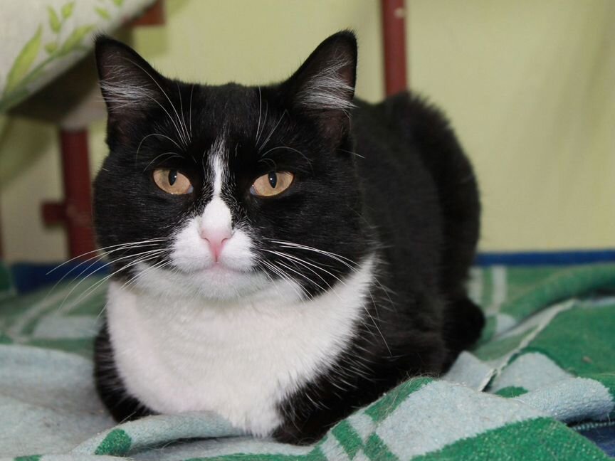 Молодая кошечка Верочка