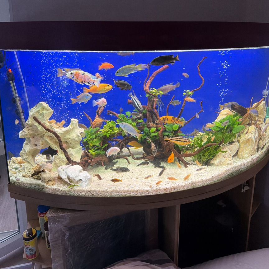 Аквариумные рыбки