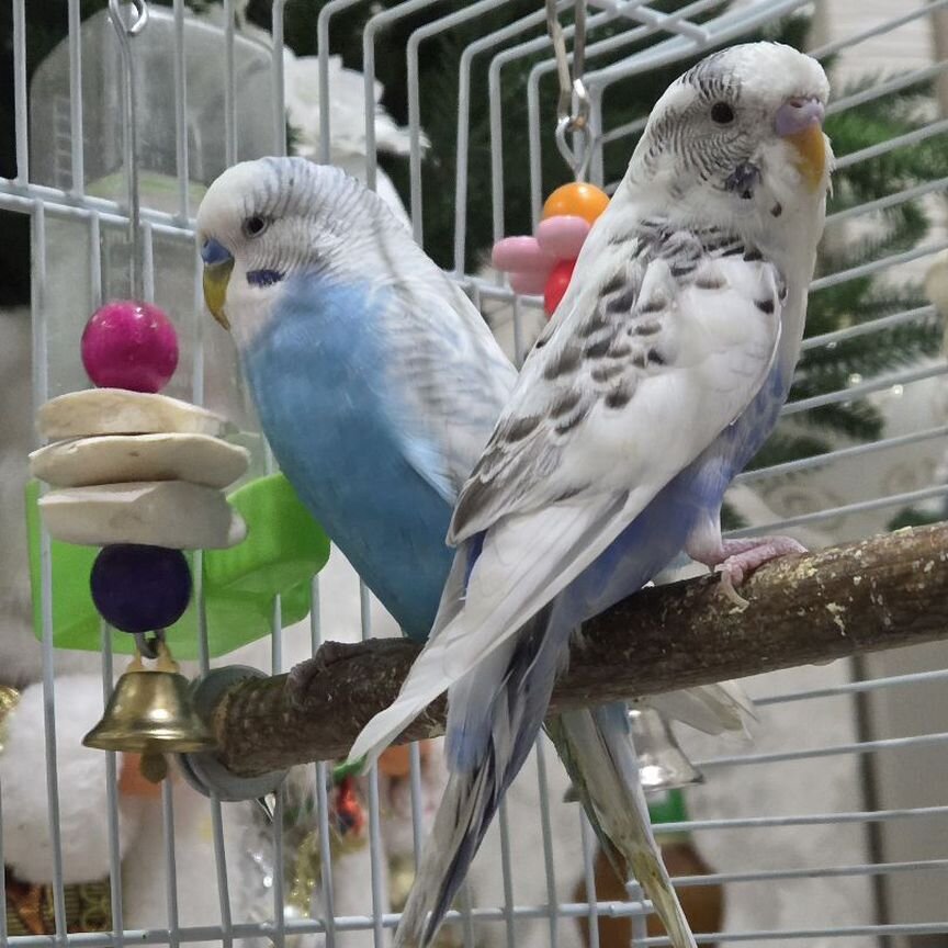 Волнистый попугай