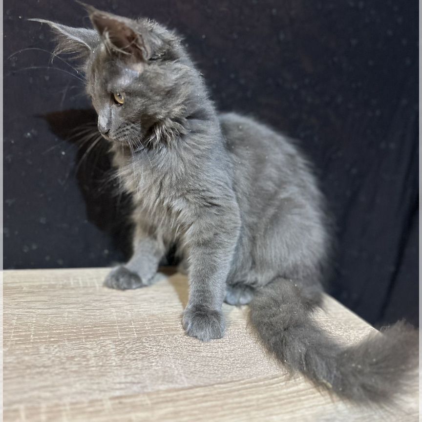 Котята мейн-кун