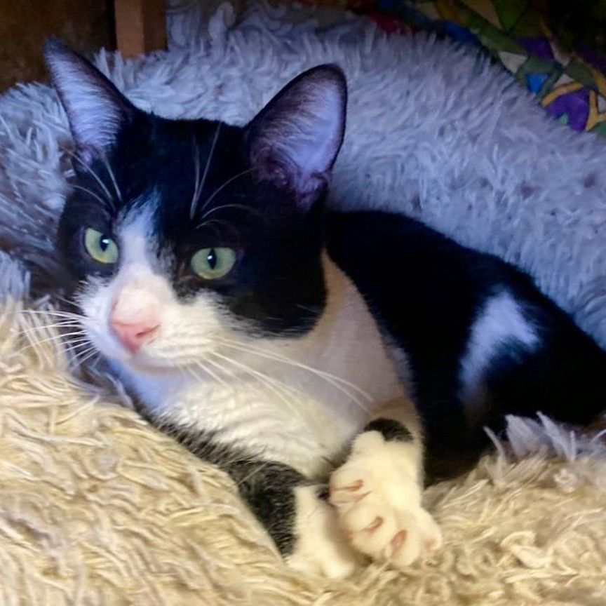 Взрослый кот в добрые руки