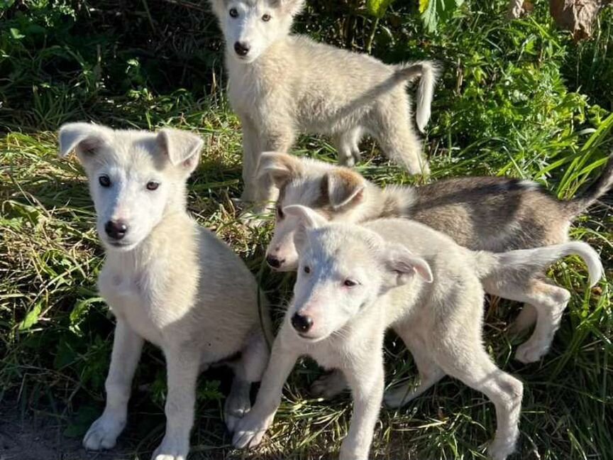 Спасите щенки на улице бесплатно в добрые руки