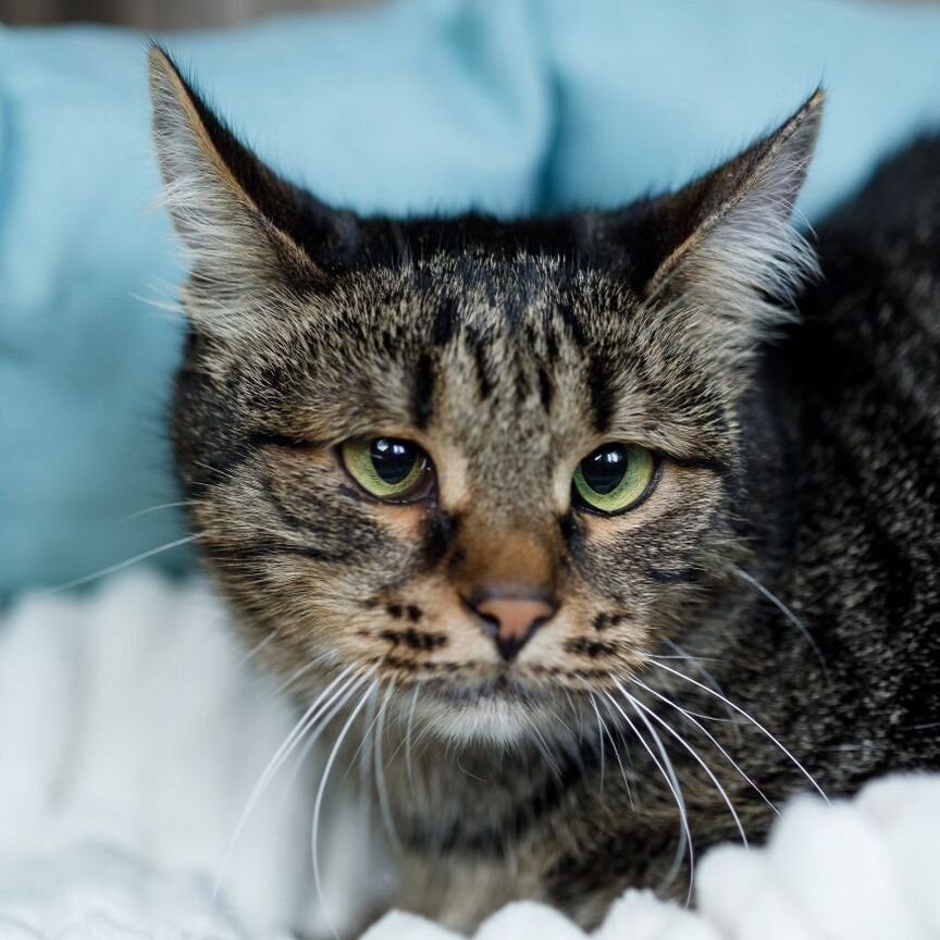 Коттв добрые руки. Отдам бесплатно