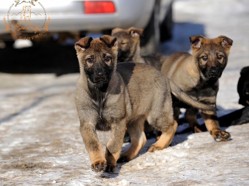 Щенок немецкой овчарки рр