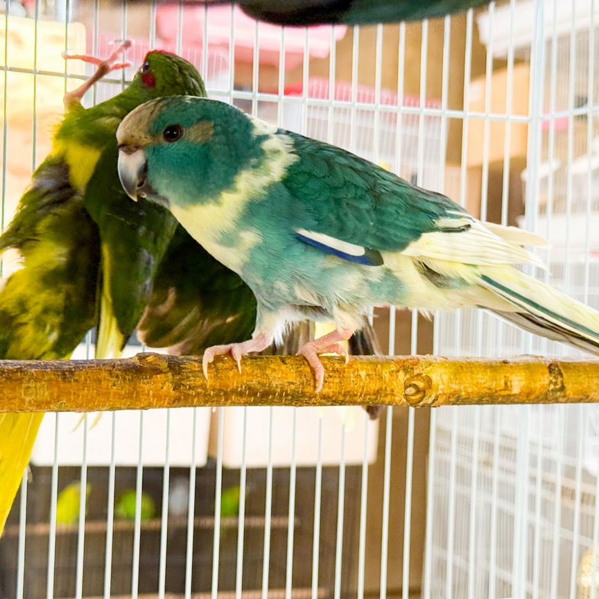Какарики птенцы от 2,5 мес Клетки и Доставка