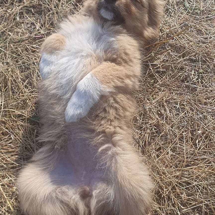 Пузята-щенки с доставкой по Павловскому Бут-му р-н