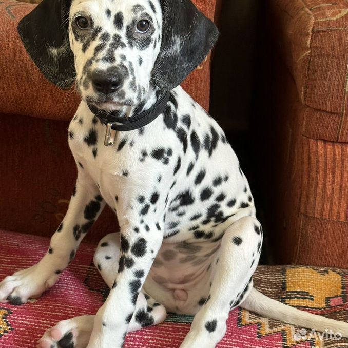 Щенки далматина, чистокровные
