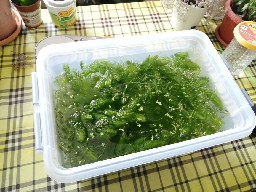 Роголистник, лимнофила, гидрокотила, пистия