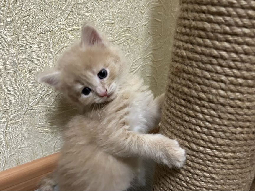 Котенок девочка в добрые руки персик 1 месяц