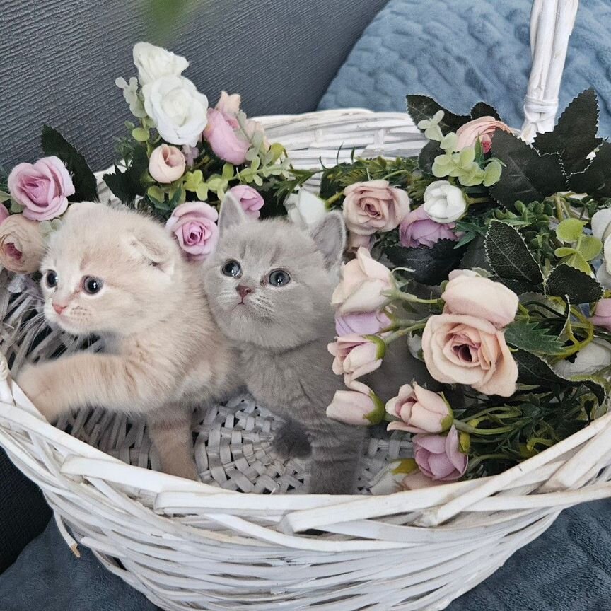 Шотландские котята