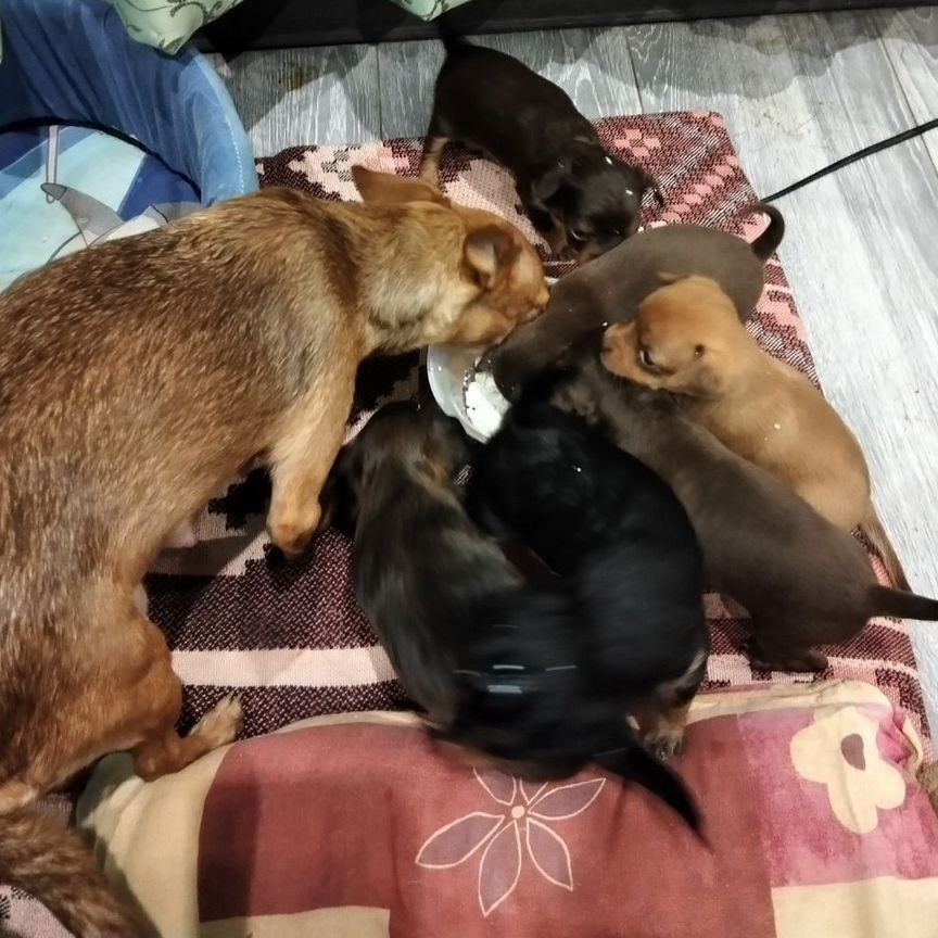 Русский той-терьер, щенок