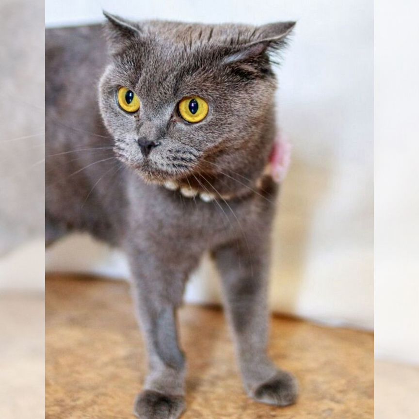 Шотландская вислоухая короткошёрстная, взрослая кошка