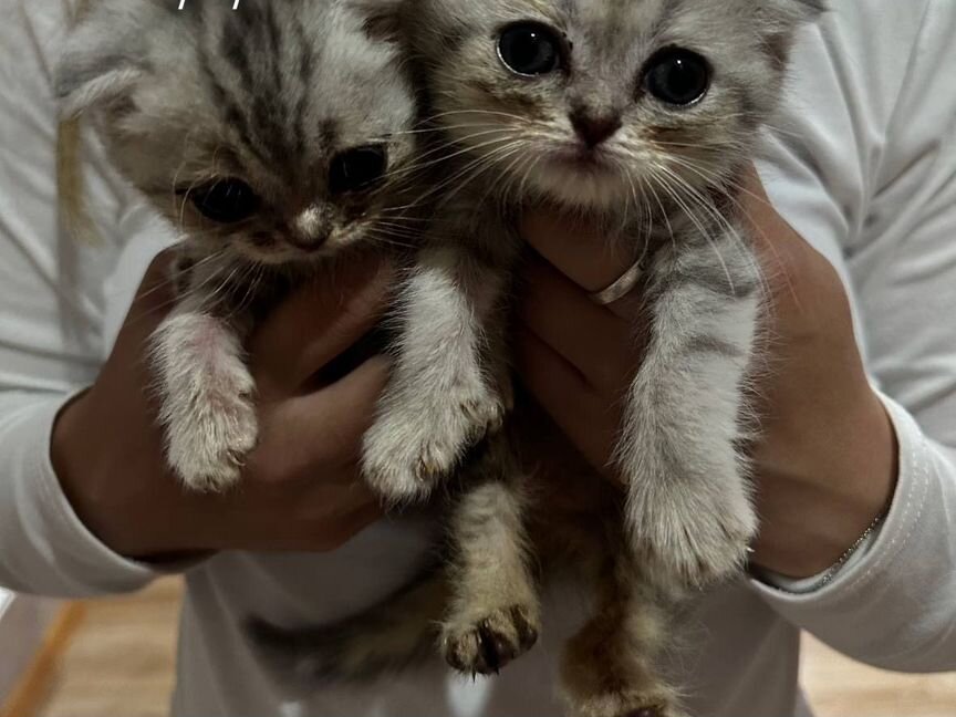 Британские котята