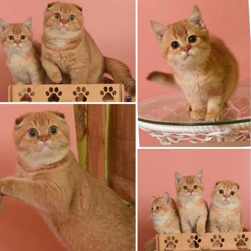 Шотландские котята редких окрасов