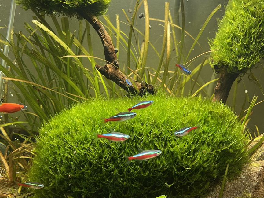 Тигровая валлиснерия, мох рождественский