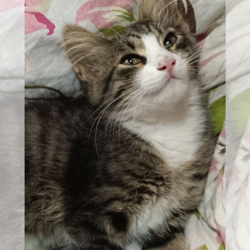 Котенок помесь Мейн-куна