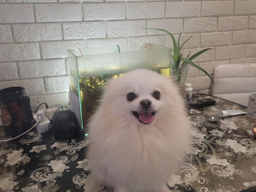 Вязка. шикарный мальчик с опытом