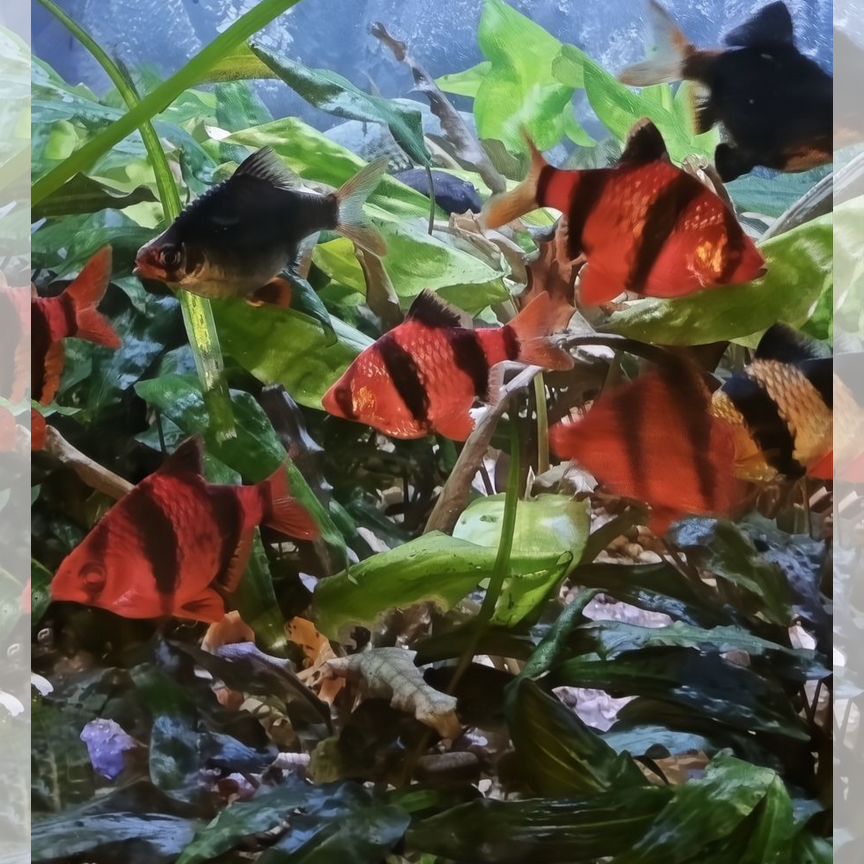 Аквариумные рыбки барбусы