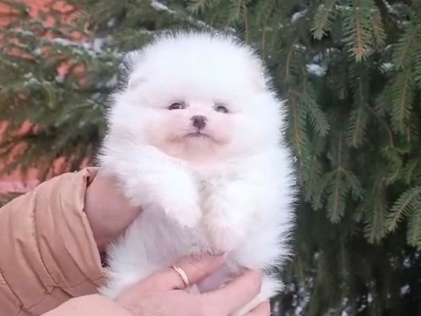 Щенки шпица