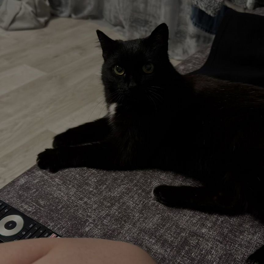 Взрослая, Девочка кошка в добрые руки