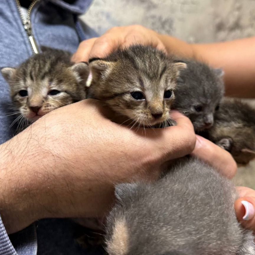 Котята в добрые руки 1 месяц