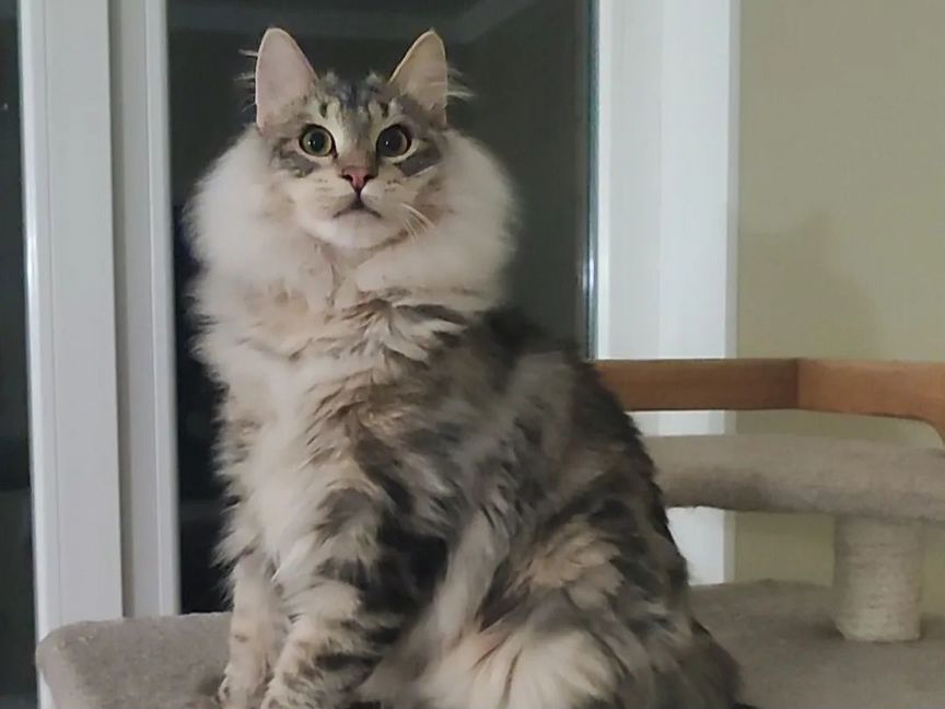 Котёнок Курильского бобтейла
