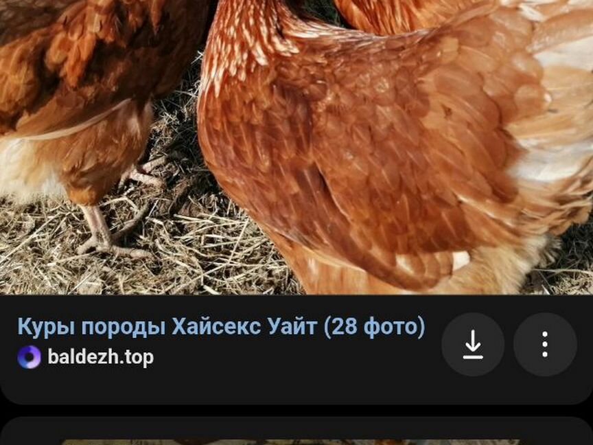 Куры несушки продам
