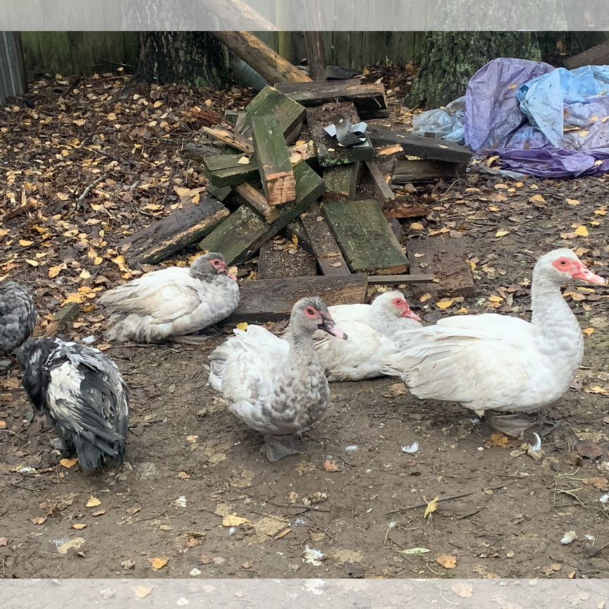 Индоутки, тяжелых линий