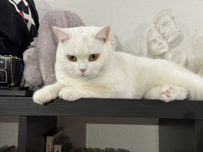 Британская короткошерстная кошка