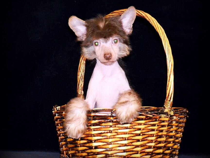 Маленькая собака