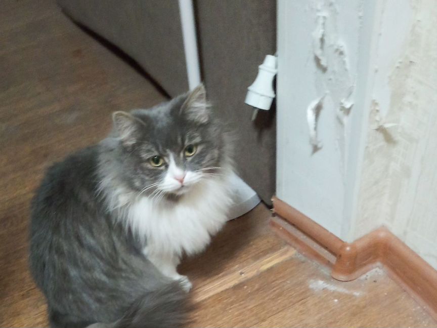 Отдам кошечку