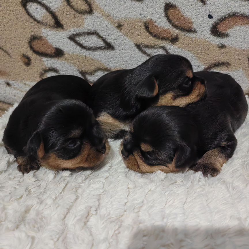 Йоркширский терьер щенки