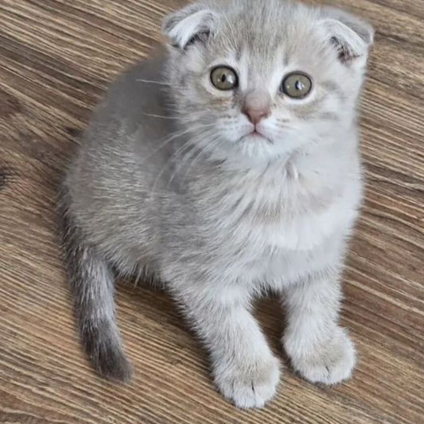 Шотландская вислоухая