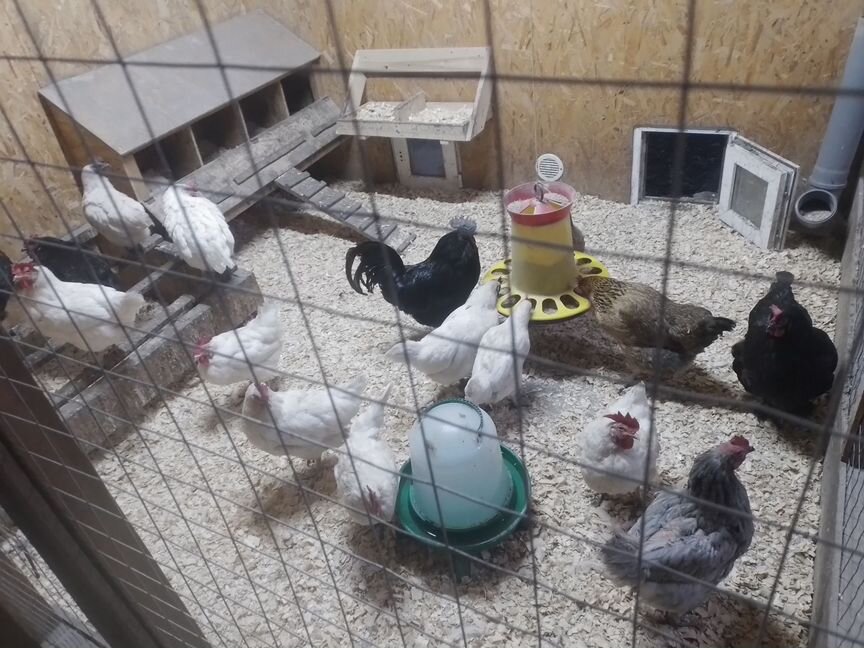 Курочки несушки