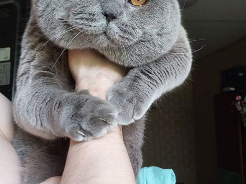 Британский кот вязка